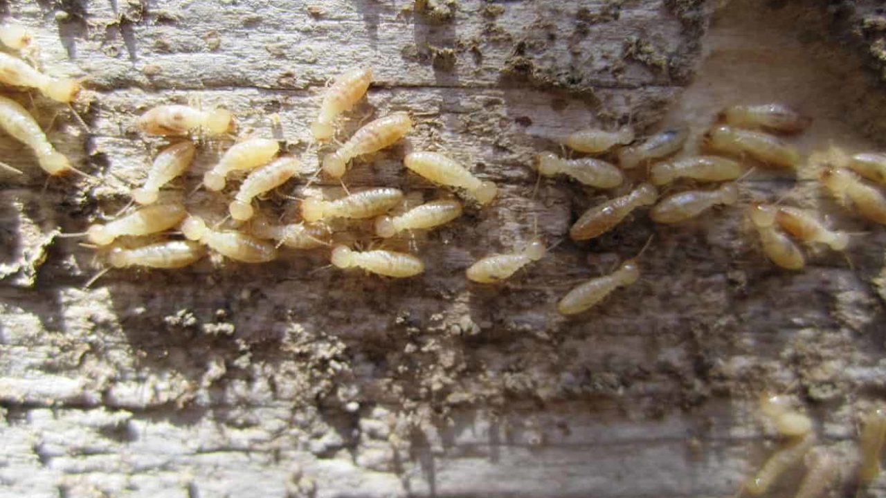 formiche alate o termiti - Il Portale di Riferimento per le ...