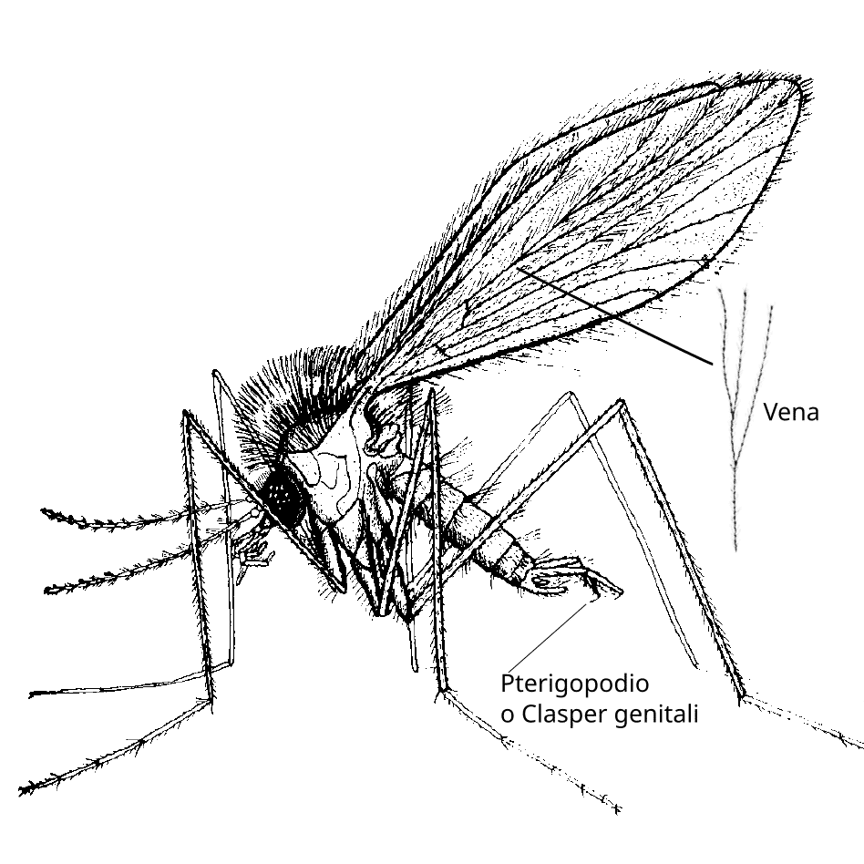 Disinfestazione Pappataci: Scegli i professionisti del settore!