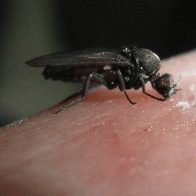 Disinfestazione Pappataci: Scegli i professionisti del settore!